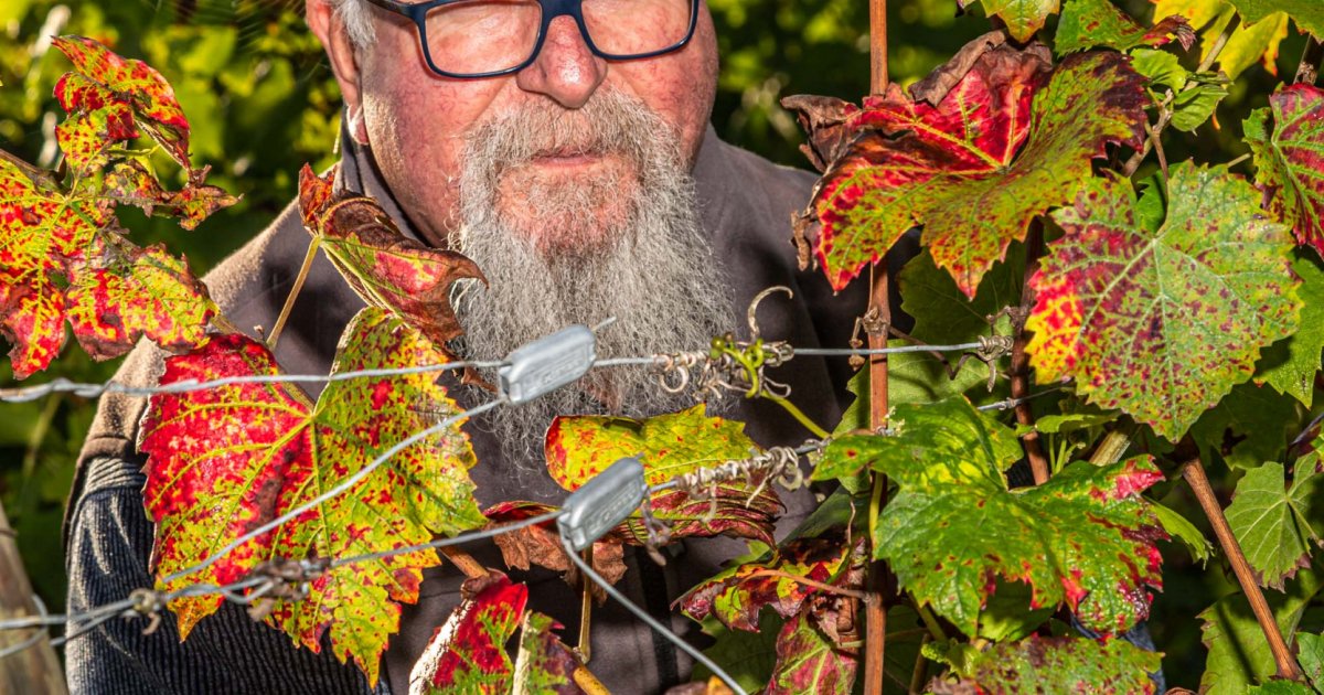 Domaine migot - Les domaines - aoc côtes de toul